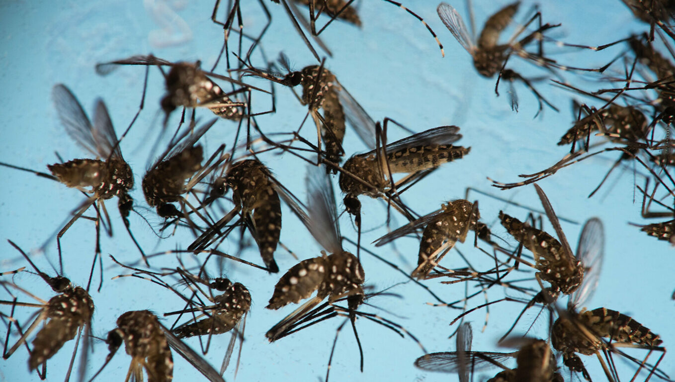 Descubren en Cuba peligrosa nueva especie de mosquito Aedes capaz de ...