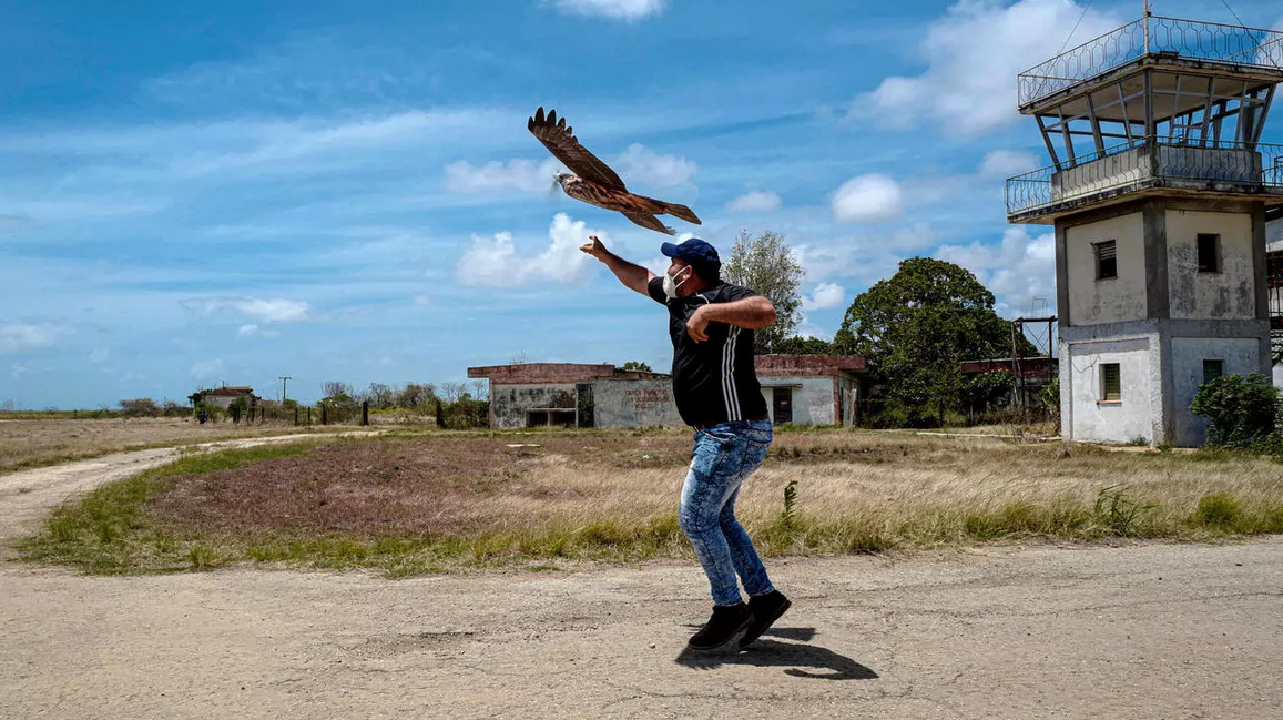 Drones con forma de gavilán creado por cubanos que pretenden venderlos ...